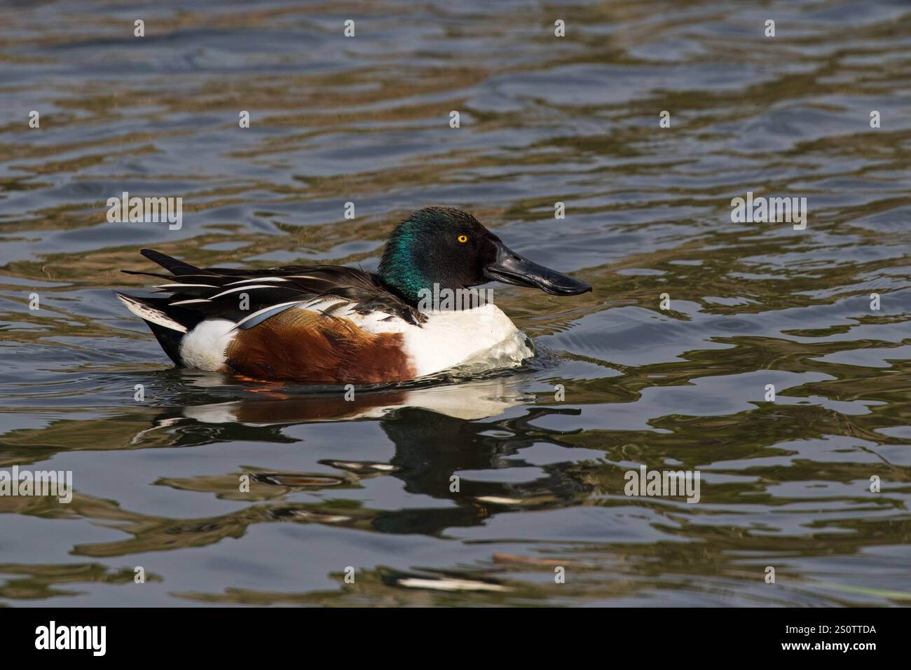 Northern shoveler Anas clypeata male in the lake at Quinta do Lago part ...