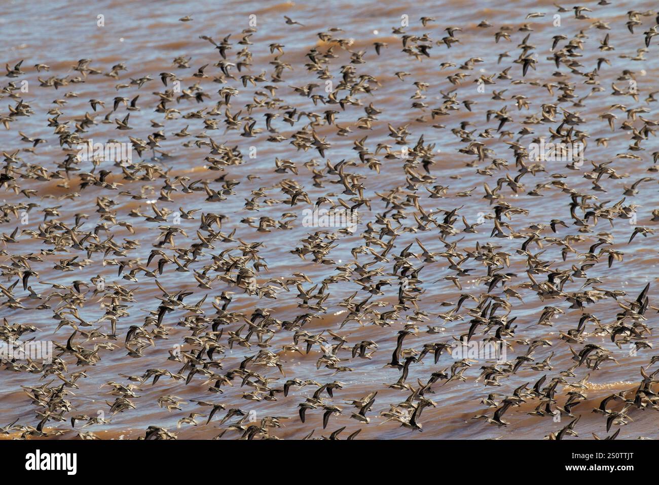 Semipalmated sandpiper Calidris pusilla flock in flight Chignecto Bay ...