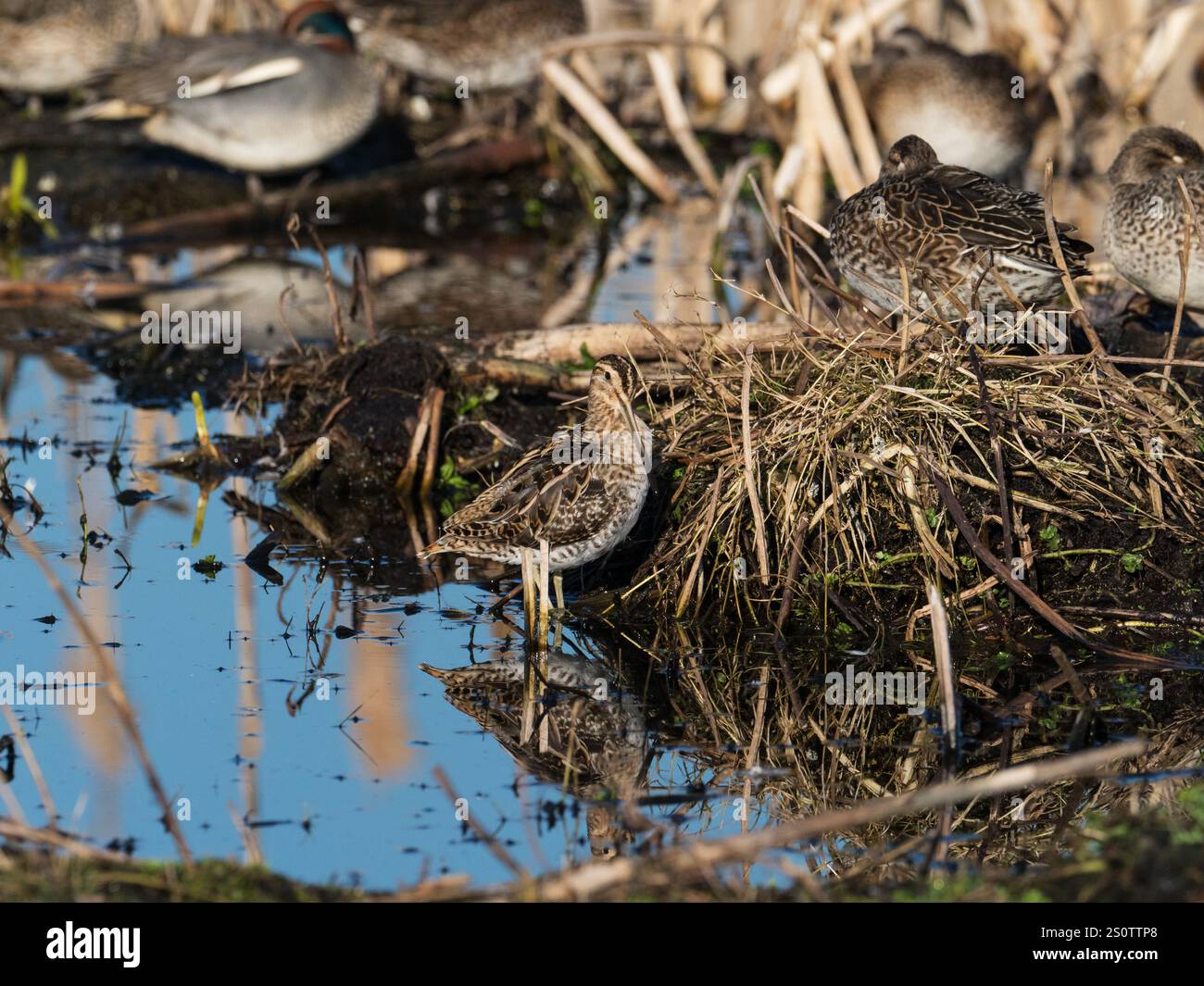 Common snipe Gallinago gallinago, resting, Greylake RSPB Reserve, near ...
