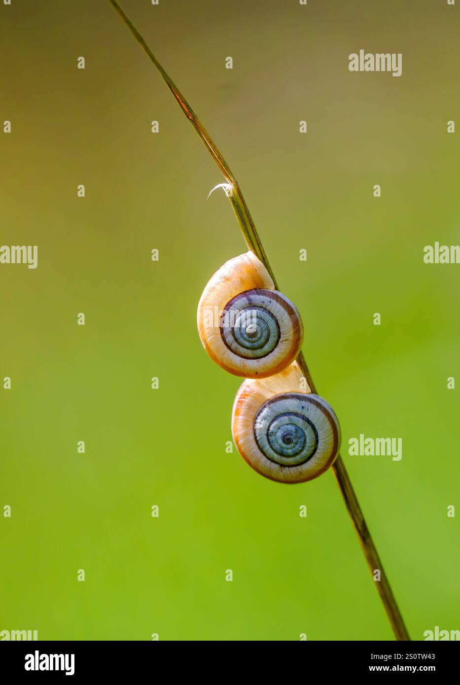 Heath Snail Helicella itala attached to a dried grass glume in hot dry ...