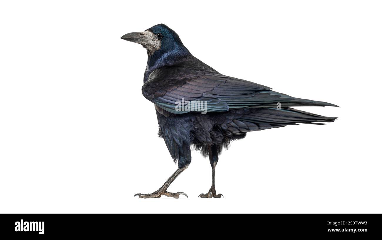 Back view of a Rook bird looking at the camera, Corvus frugilegus, 3 ...