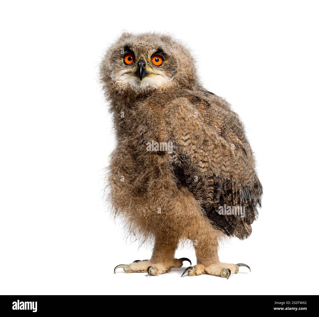 One month Eurasian Eagle-Owl chick, Bubo bubo, looking at the camera ...