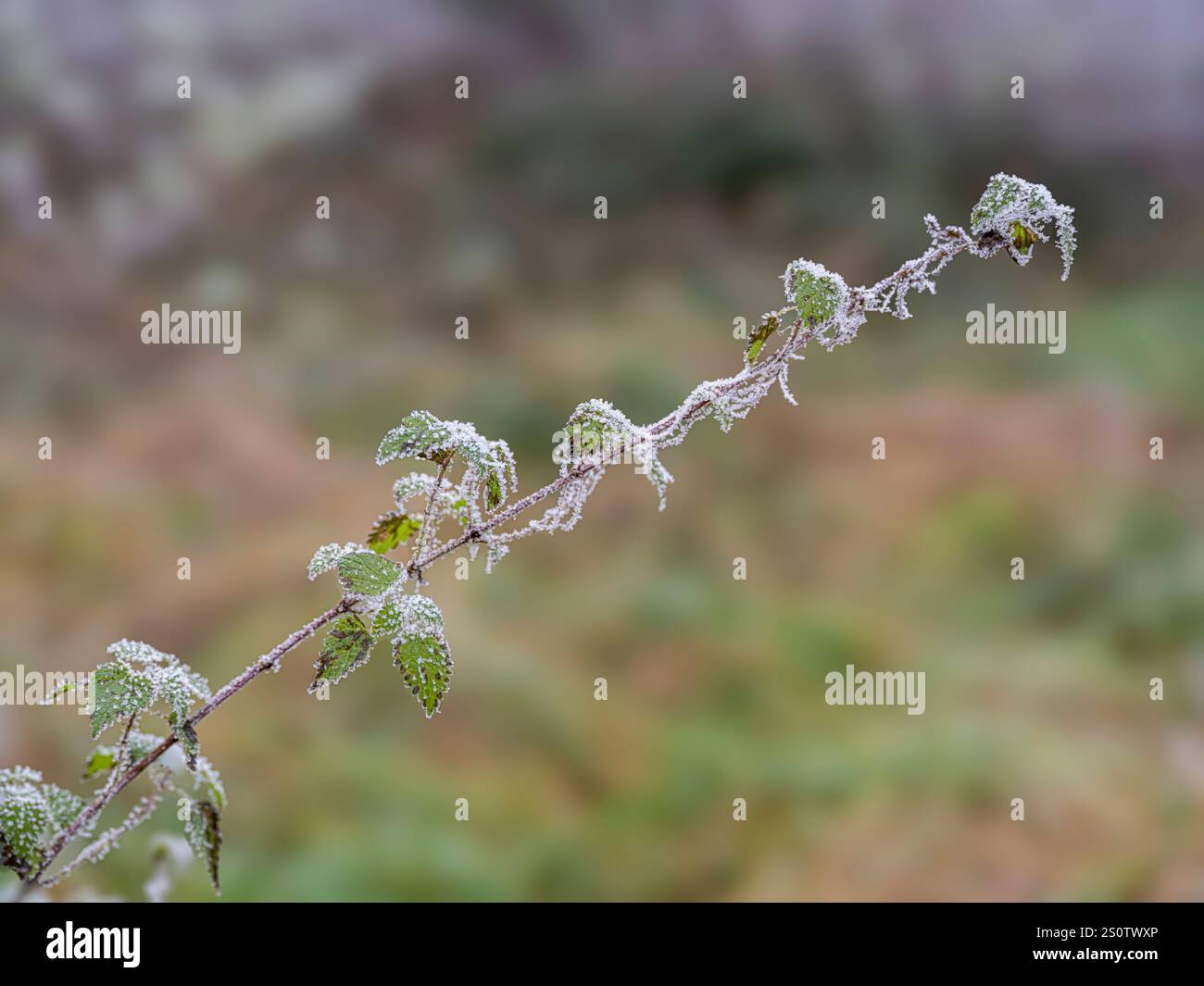 Pflanzen, Gräser mit Raureif Heidelberg Baden-Württemberg Deutschland *** Plants, Grasses with ...