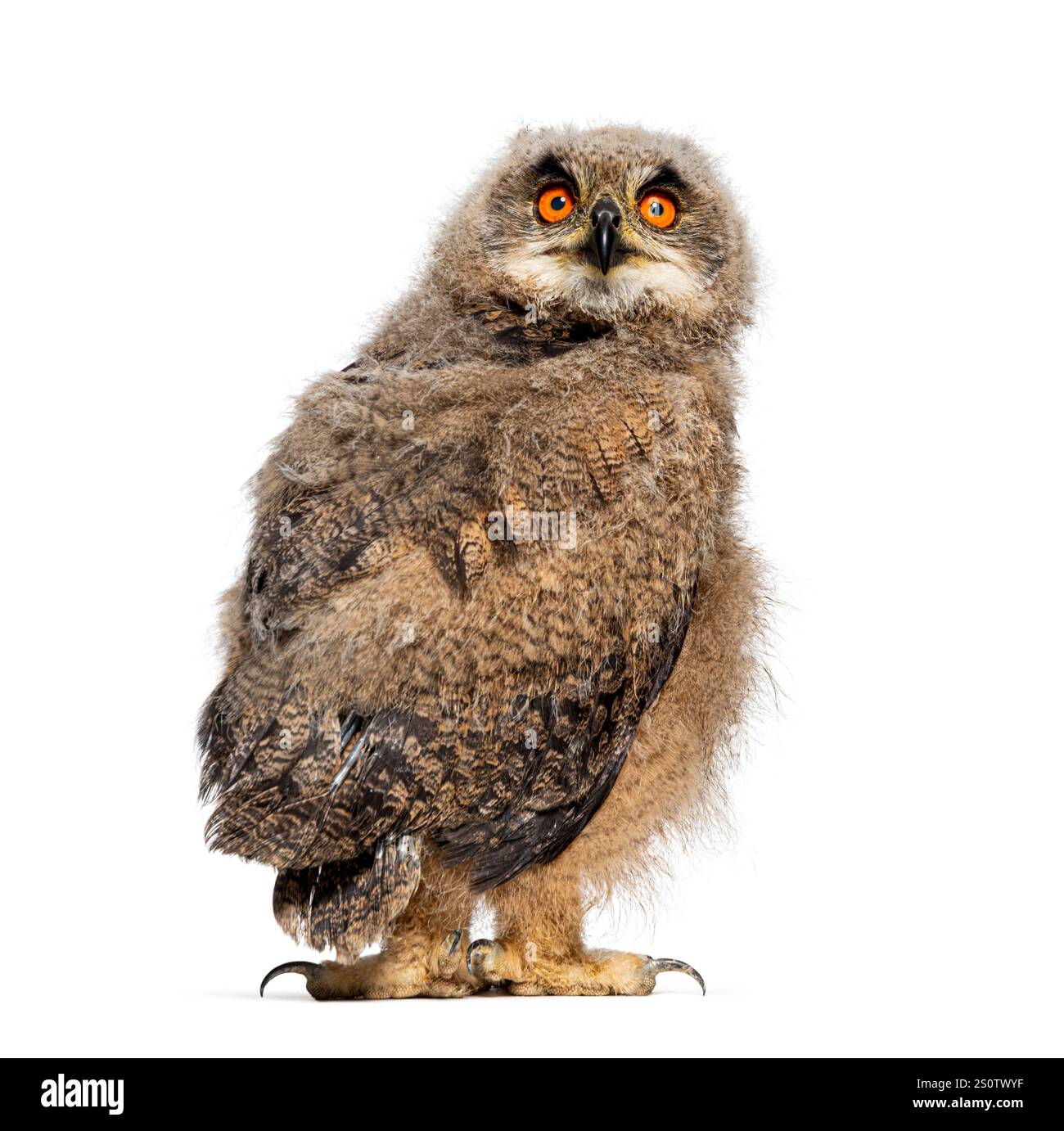 Back view on a One month Eurasian Eagle-Owl chick turning his head ...