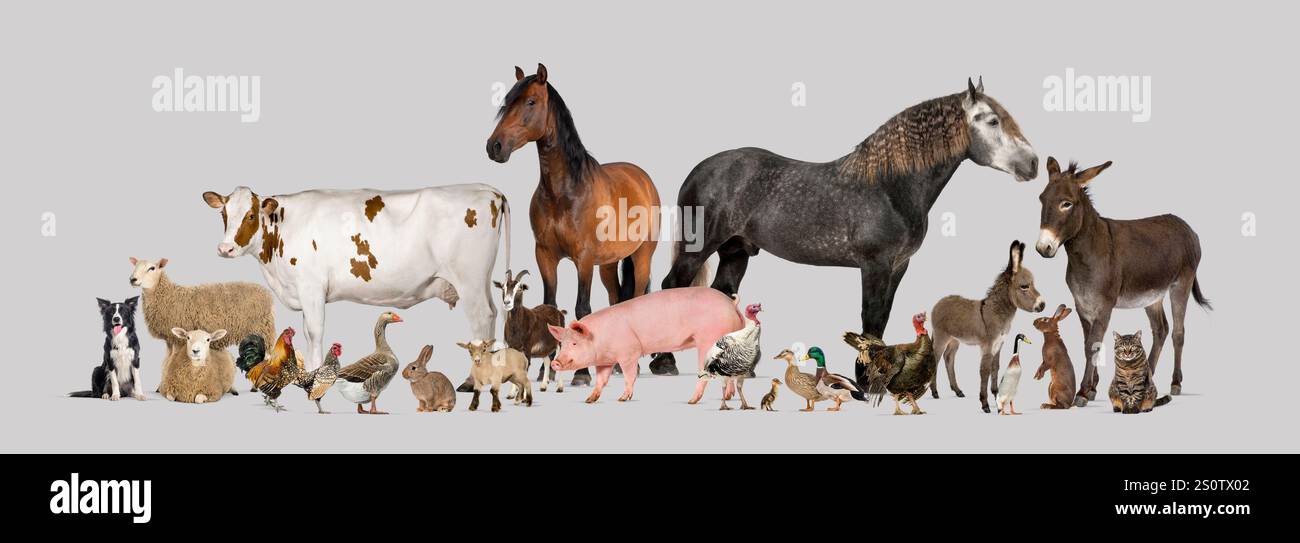 Large group of many farm animals standing together Stock Photo - Alamy