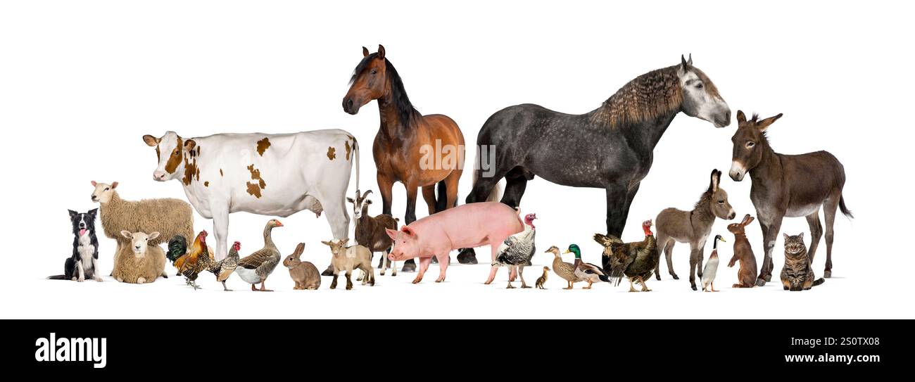 Large group of many farm animals standing together Stock Photo - Alamy