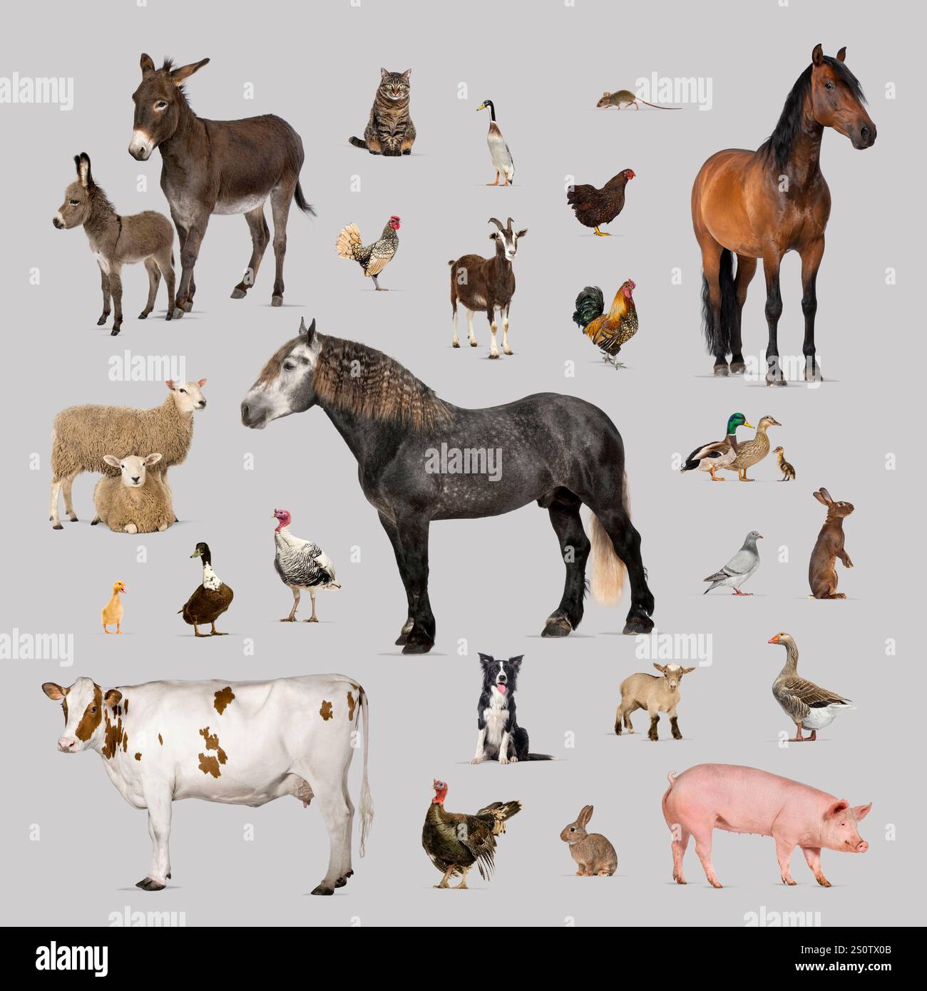 Large group of many farm animals standing together Stock Photo - Alamy