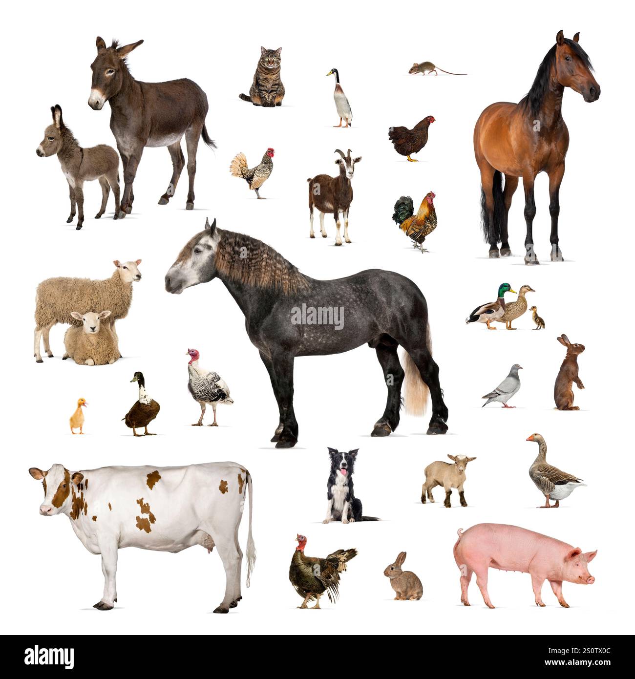 Large group of many farm animals standing together Stock Photo - Alamy