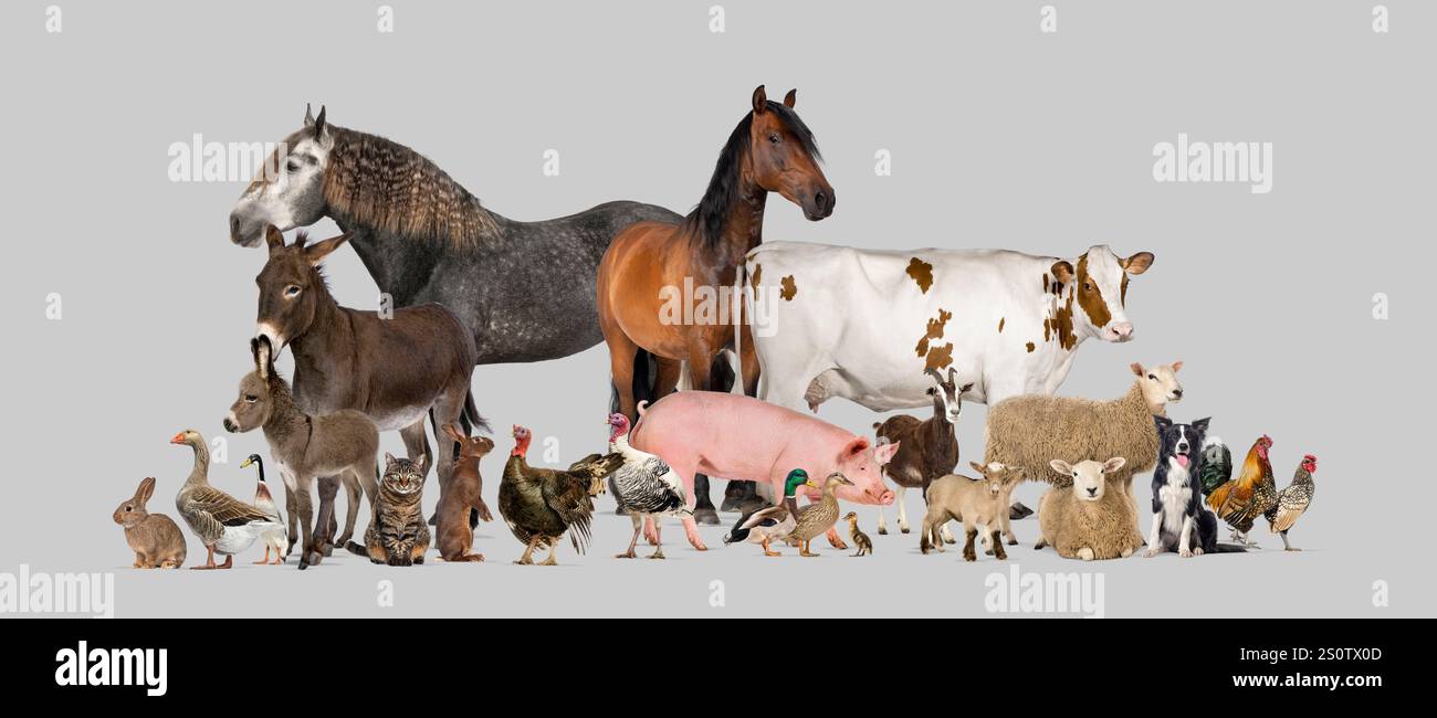 Large group of many farm animals standing together Stock Photo - Alamy