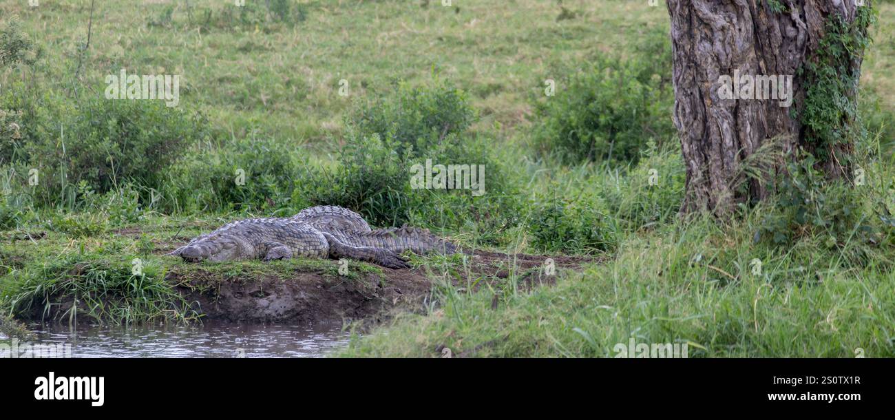 Nile crocodile (Crocodylus niloticus) resting in riverine forest in ...