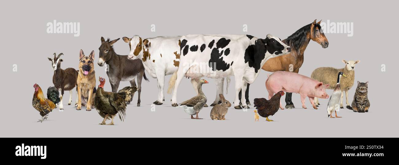 Large group of many farm animals standing together Stock Photo - Alamy