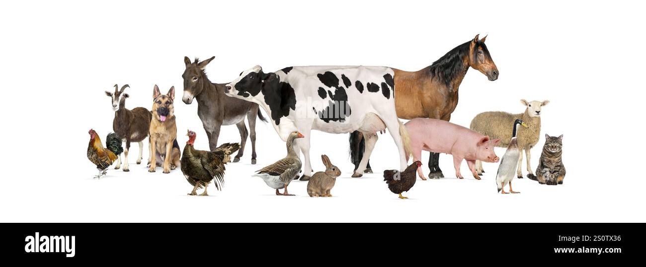 Many farm Cut Out Stock Images & Pictures - Alamy