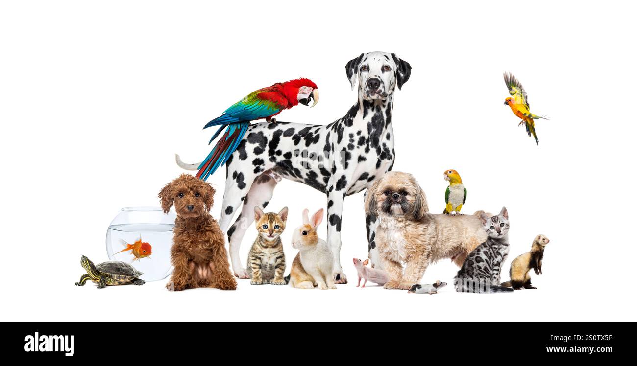 Dalmatian standing with a scarlet macaw on its back is surrounded by ...