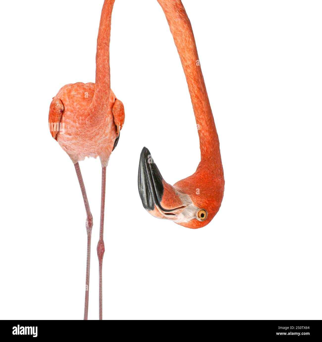 Flamingo head upside down hi-res stock photography and images - Alamy