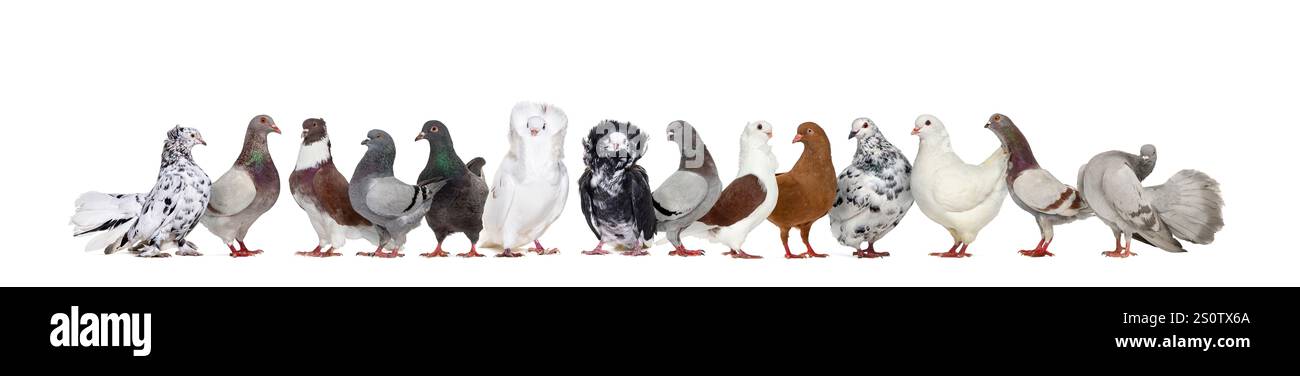 Large group of many different pigeons together in a row, isolated on ...