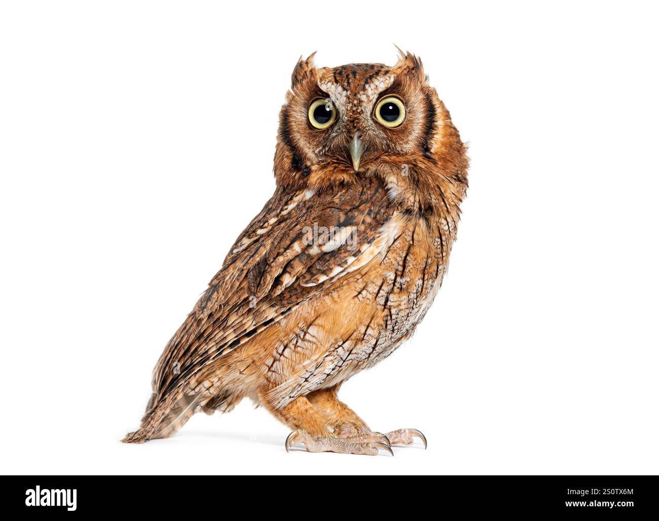 Facing owl Cut Out Stock Images & Pictures - Alamy