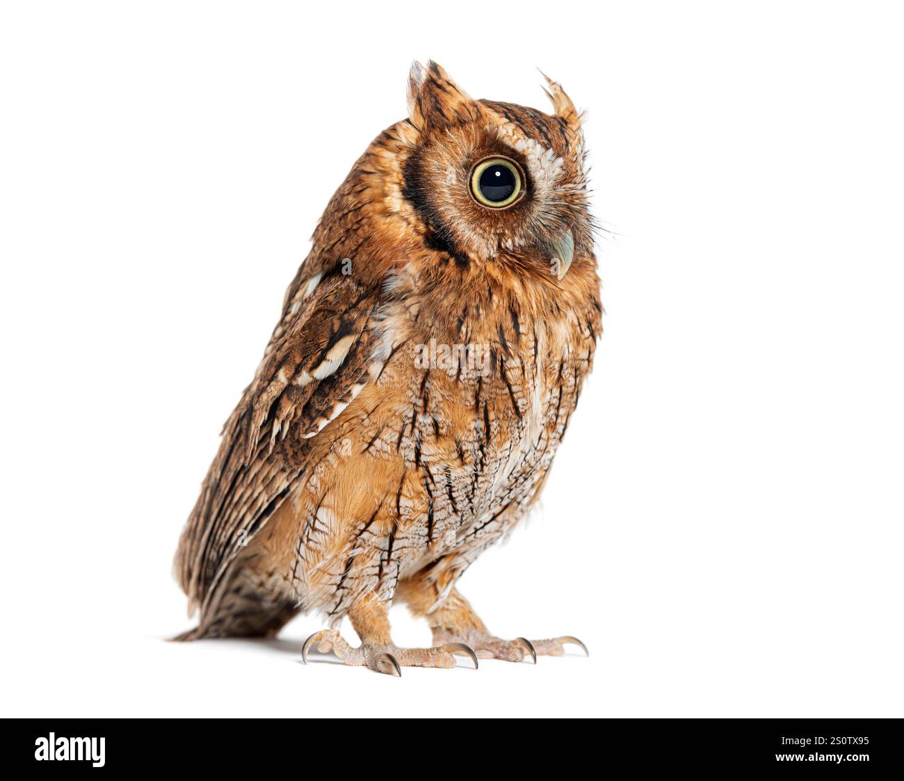 Intense white eyes Cut Out Stock Images & Pictures - Alamy