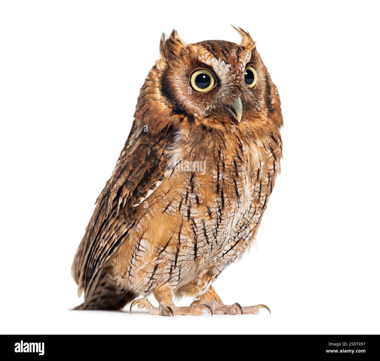 Owl with beak open hi-res stock photography and images - Alamy