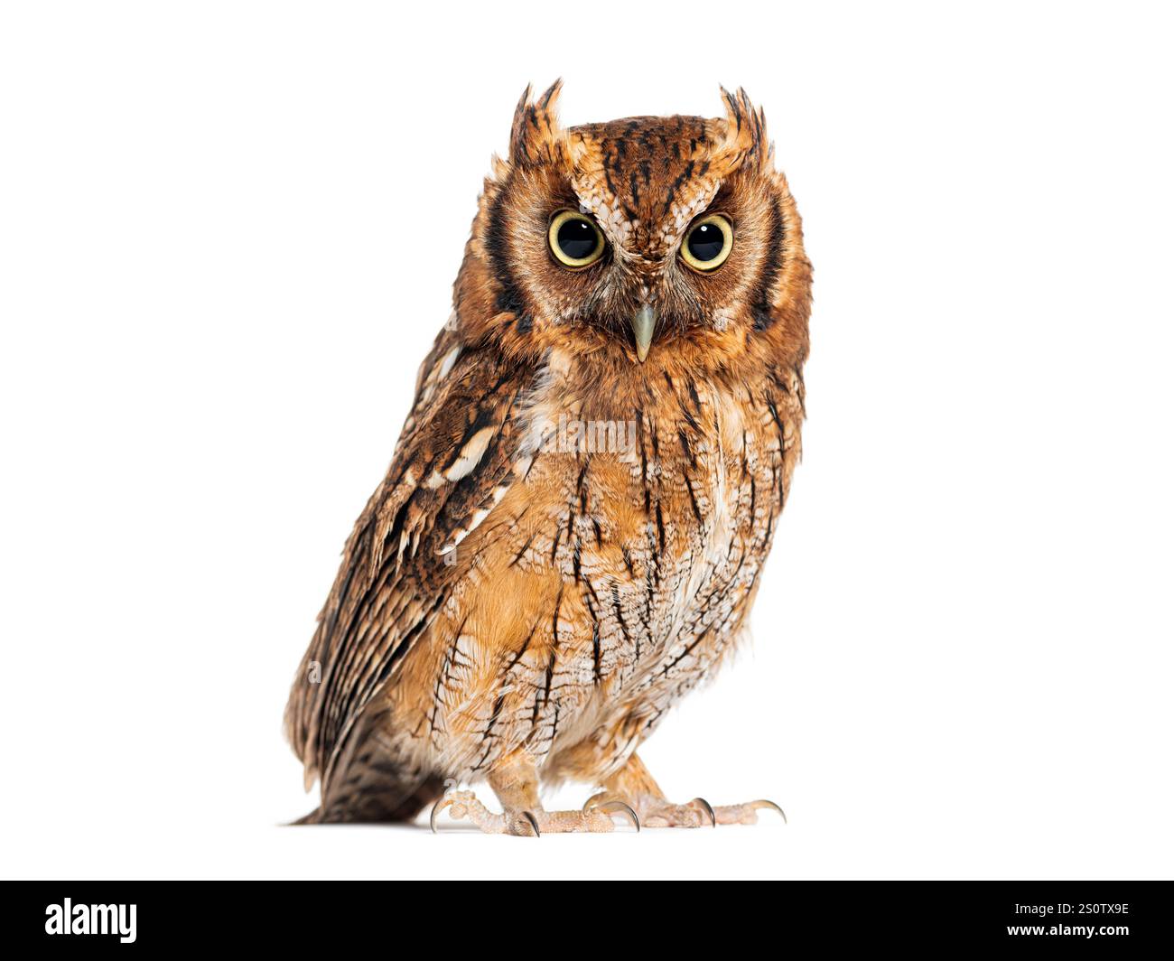 Tropical screech owl, Megascops choliba, looking down, isolated on ...