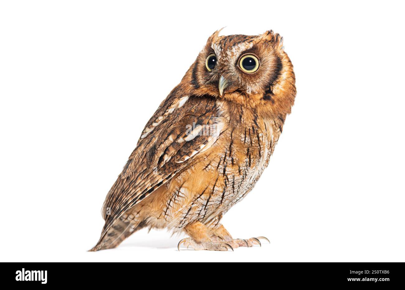 Profile of a Tropical screech owl, Megascops choliba, looking back ...