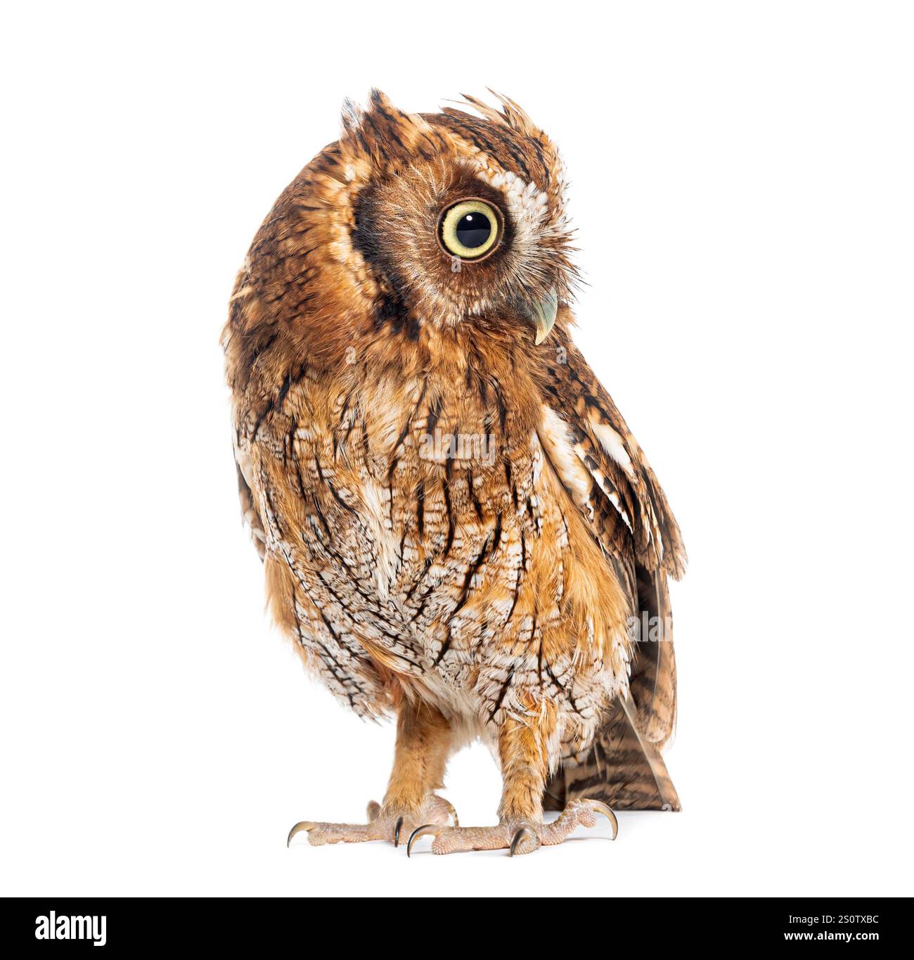 Tropical screech owl, Megascops choliba, looking down, isolated on ...