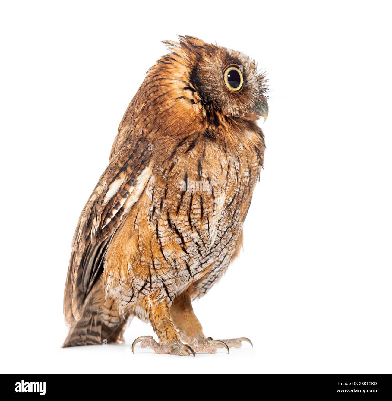 Side view of a Tropical screech owl, Megascops choliba, isolated on ...