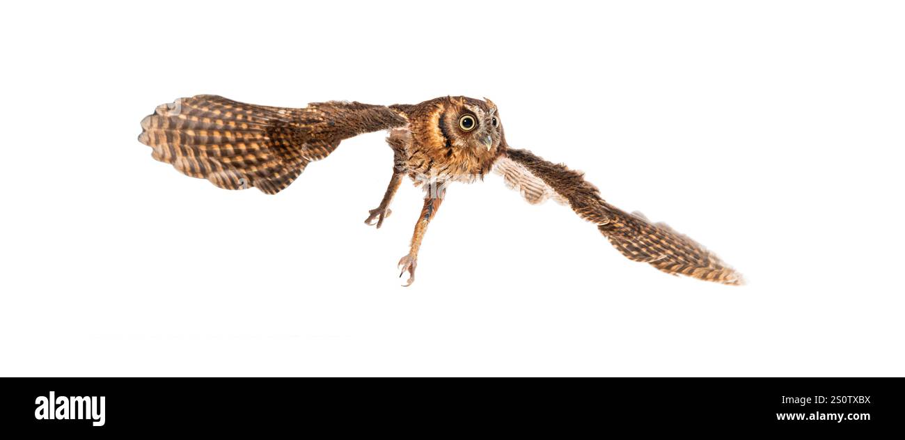 Captivating tropical screech owl flying with wings spread wide ...