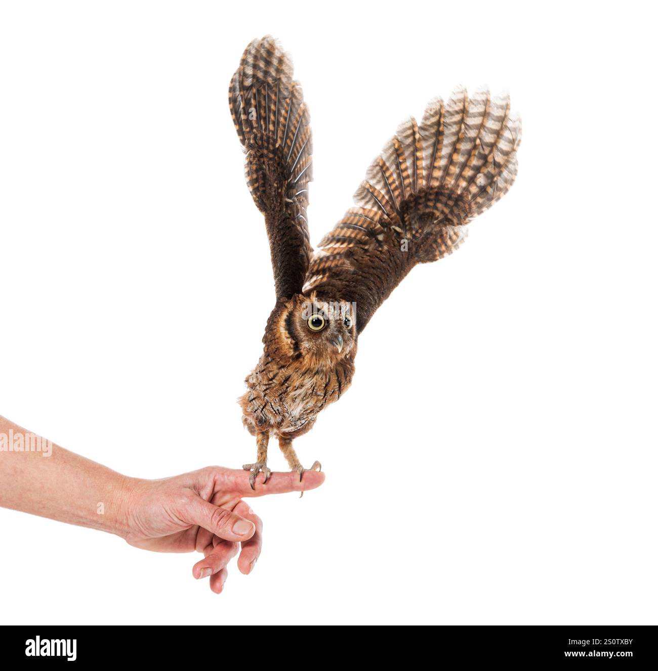 Human and bird interaction Cut Out Stock Images & Pictures - Alamy