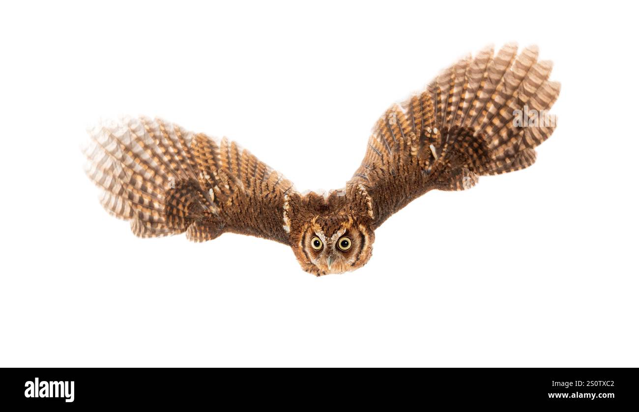 Captivating tropical screech owl flying with wings spread wide ...