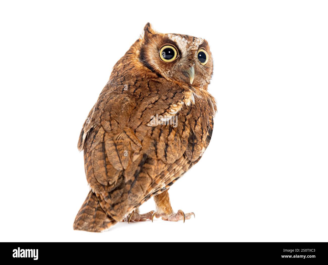 Back view of a Tropical screech owl, Megascops choliba, looking back ...