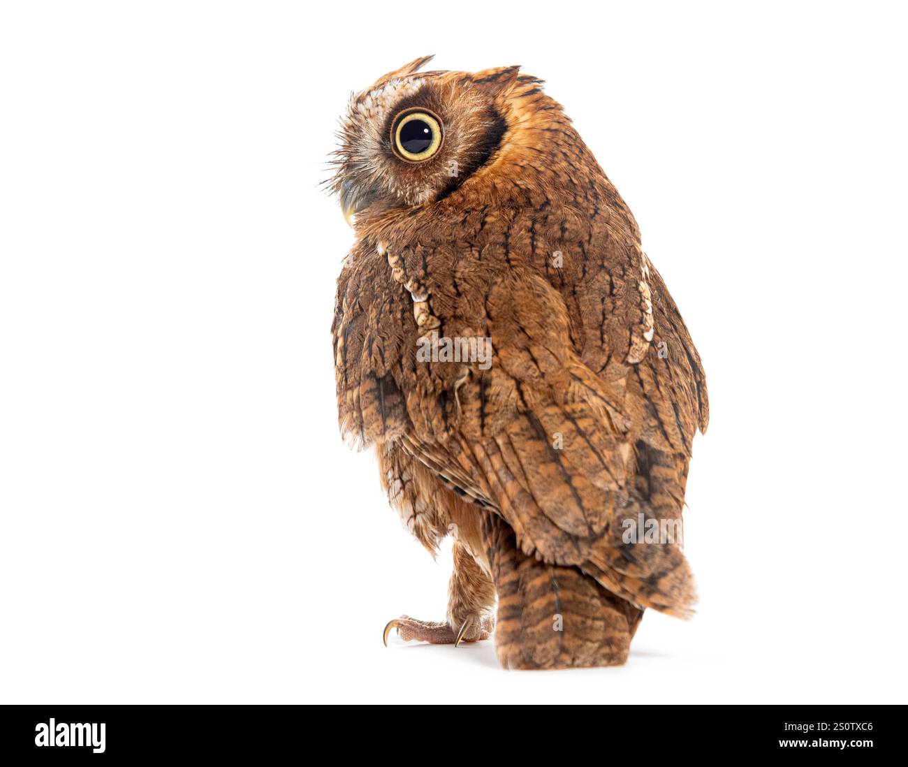 Back view of a Tropical screech owl, Megascops choliba, looking back ...