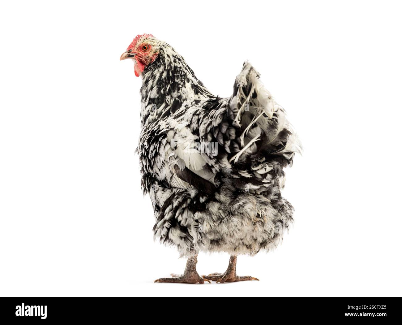 Back view of Black and white Gournay hen, Norman Gournay chicken ...