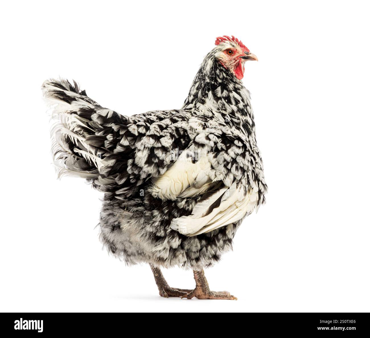Black and white Gournay hen, Norman Gournay chicken, looking at the ...