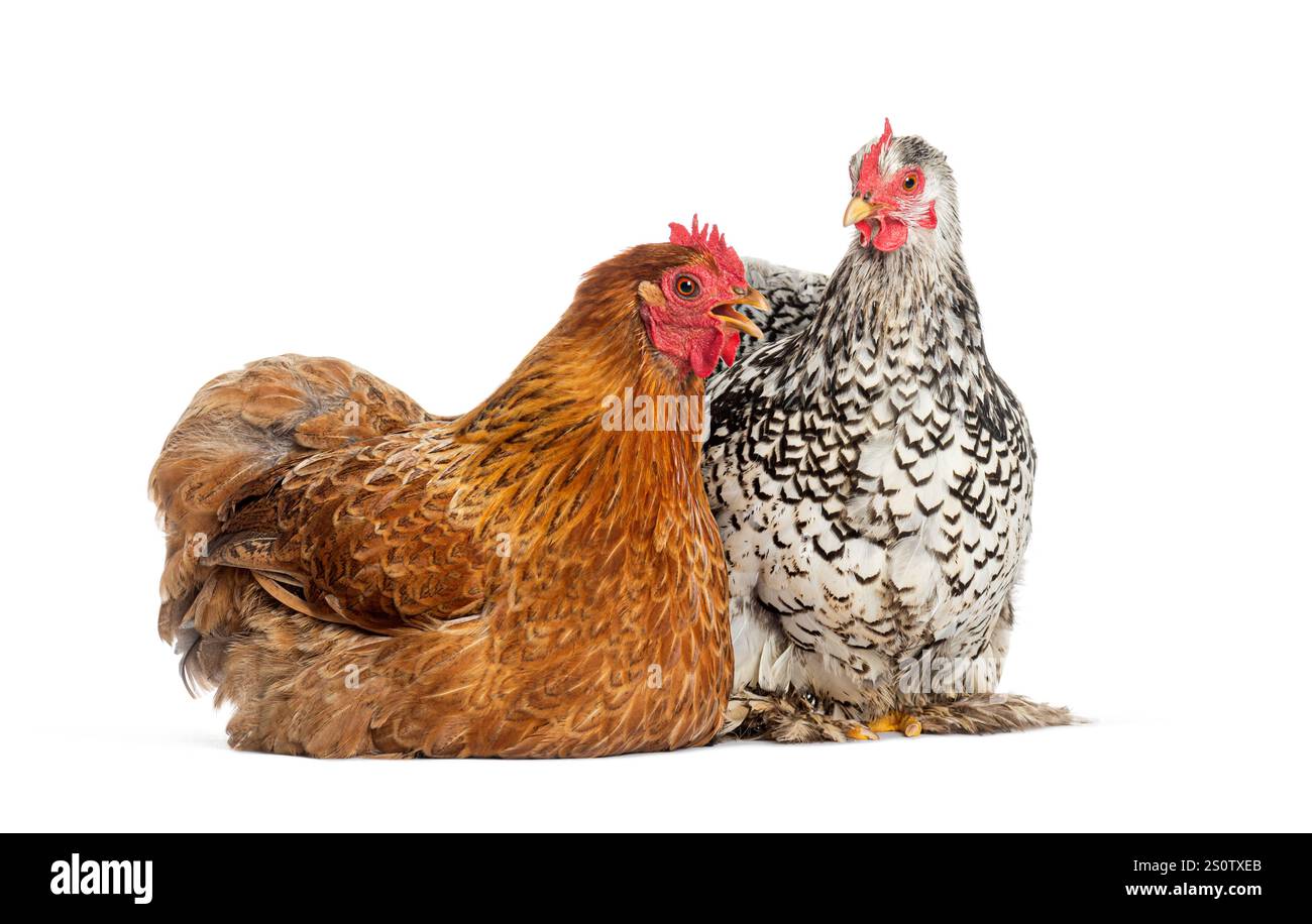 Brown hen lying down with a Cochin chicken standing beside her on a ...