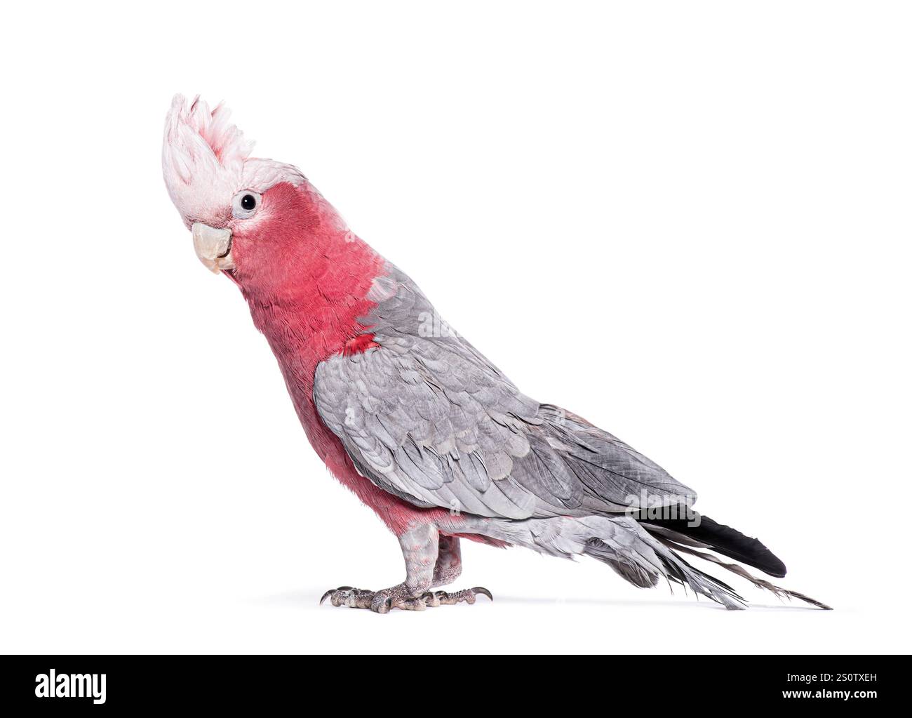 Side view of Galah bird or Roseate Cockatoo with its crest spread ...