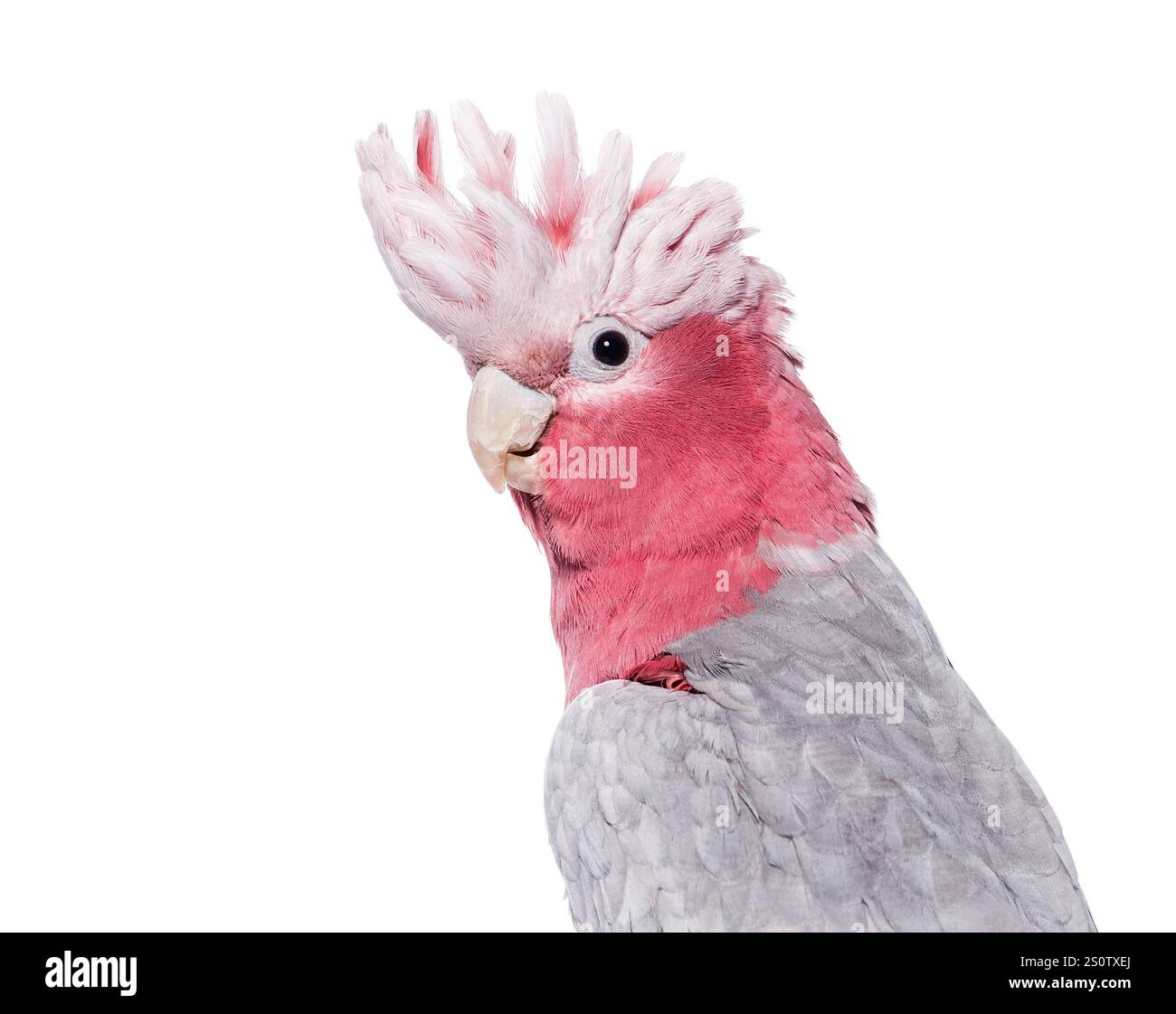 Head shot, Side view of Roseate Cockatoo, or Galah, with its crest ...