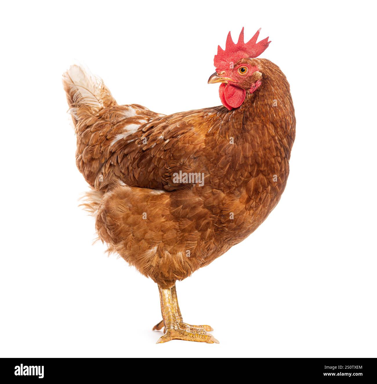 Red egg-laying hen standing in profile, turning its head back to look over its shoulder Stock ...