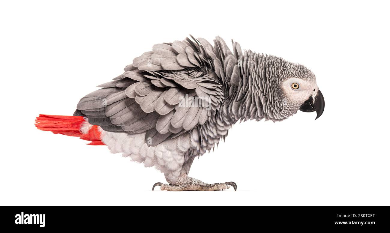 Side view of a African Grey Parrot gets ruffled - Psittacus erithacus ...