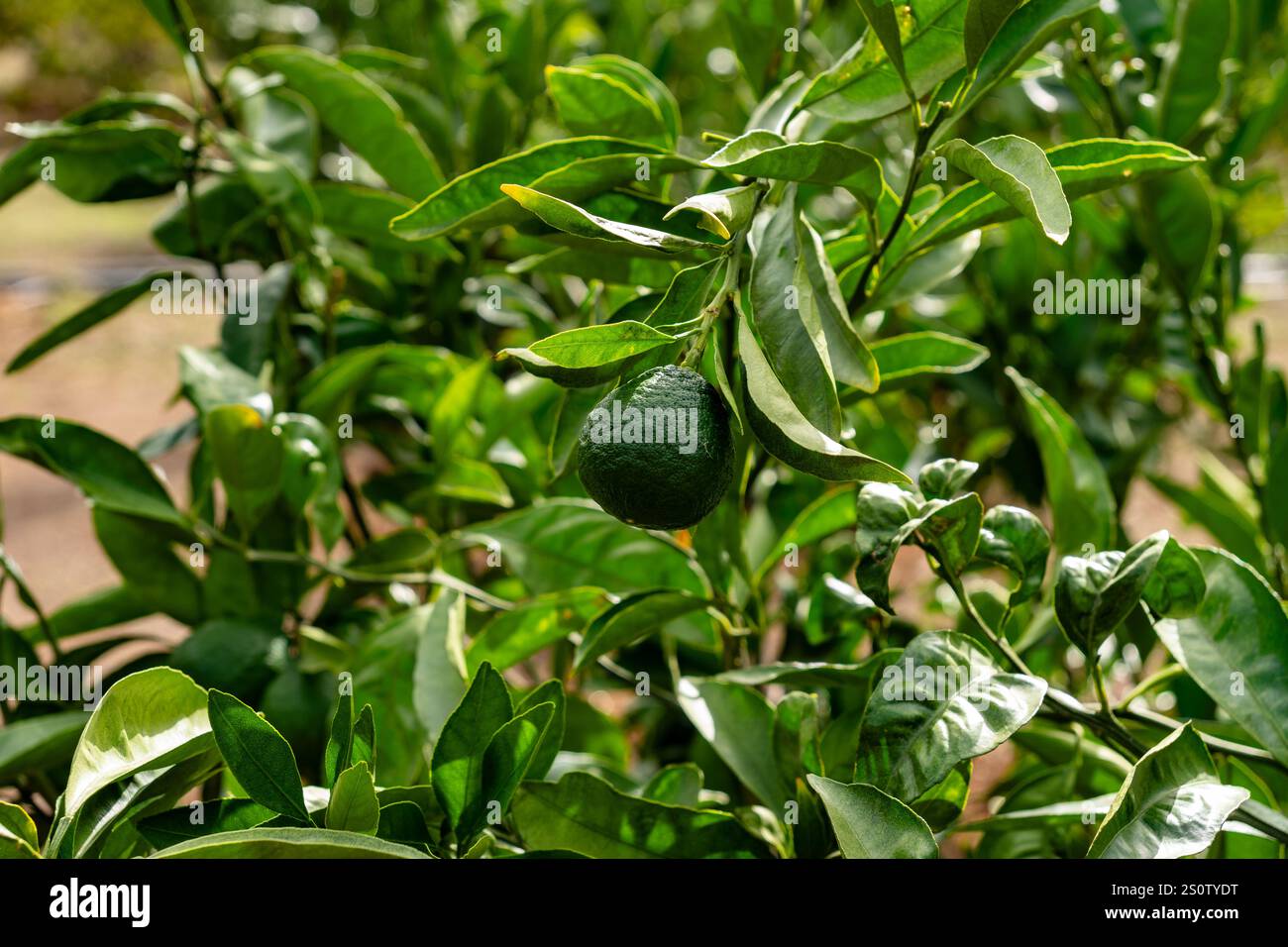 Hass avocados growing in the tree by strong sunlight Stock Photo - Alamy