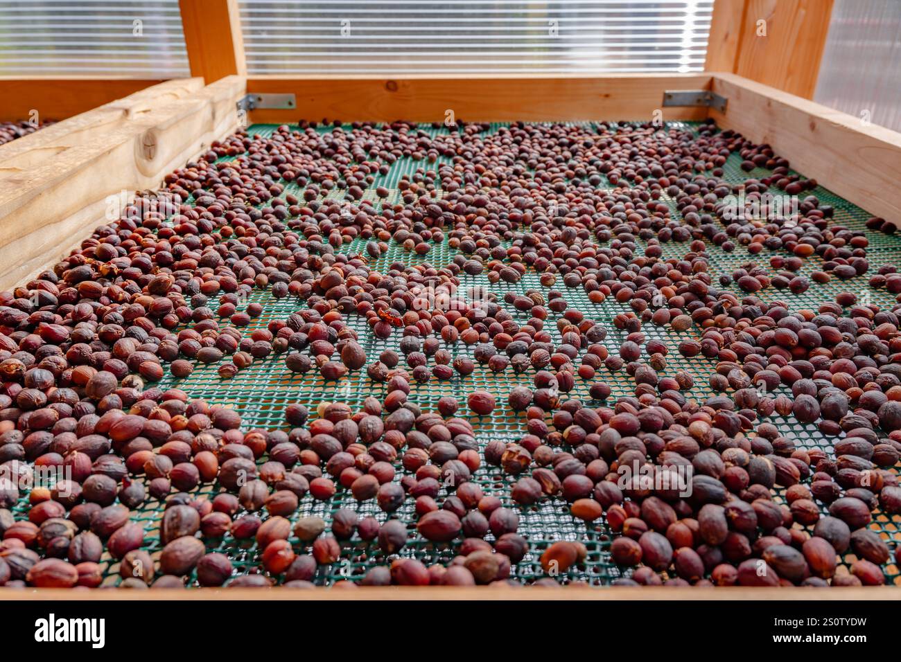 Drying coffee beans guatemala hi-res stock photography and images - Alamy