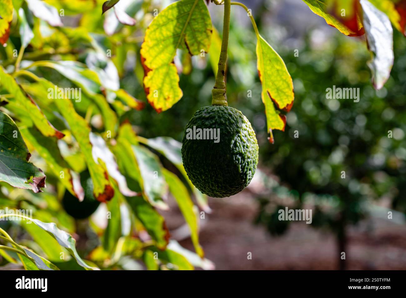 Hass avocados growing in the tree by strong sunlight Stock Photo - Alamy