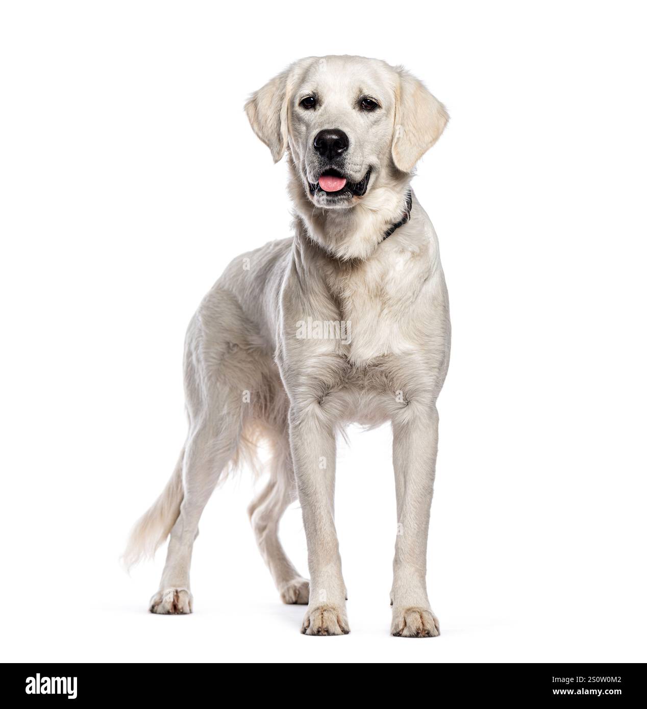 Golden retriever wearing a collar standing on a white background and ...
