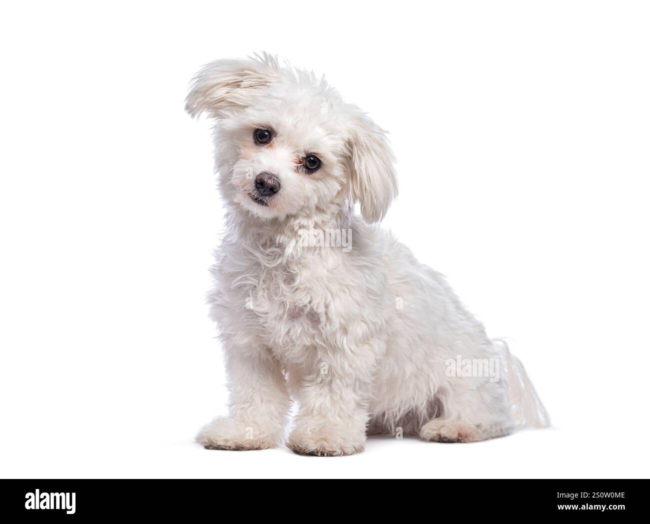 Adorable small white mixed breed dog sitting and slightly tilting its ...