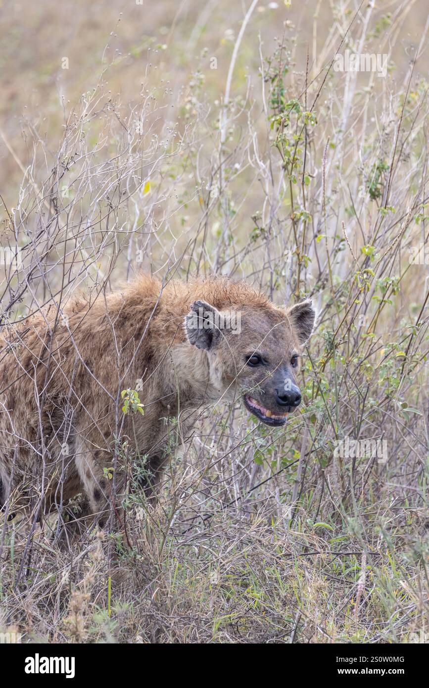 Spotted hyena (Crocuta crocuta) also called Laughing hyena during wild ...