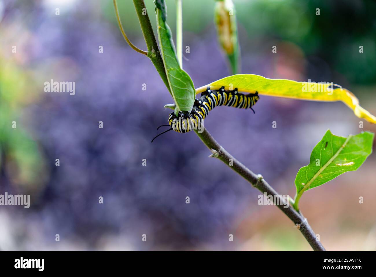monarch caterpillar (Danaus plexippus) monarch butterfly Stock Photo ...