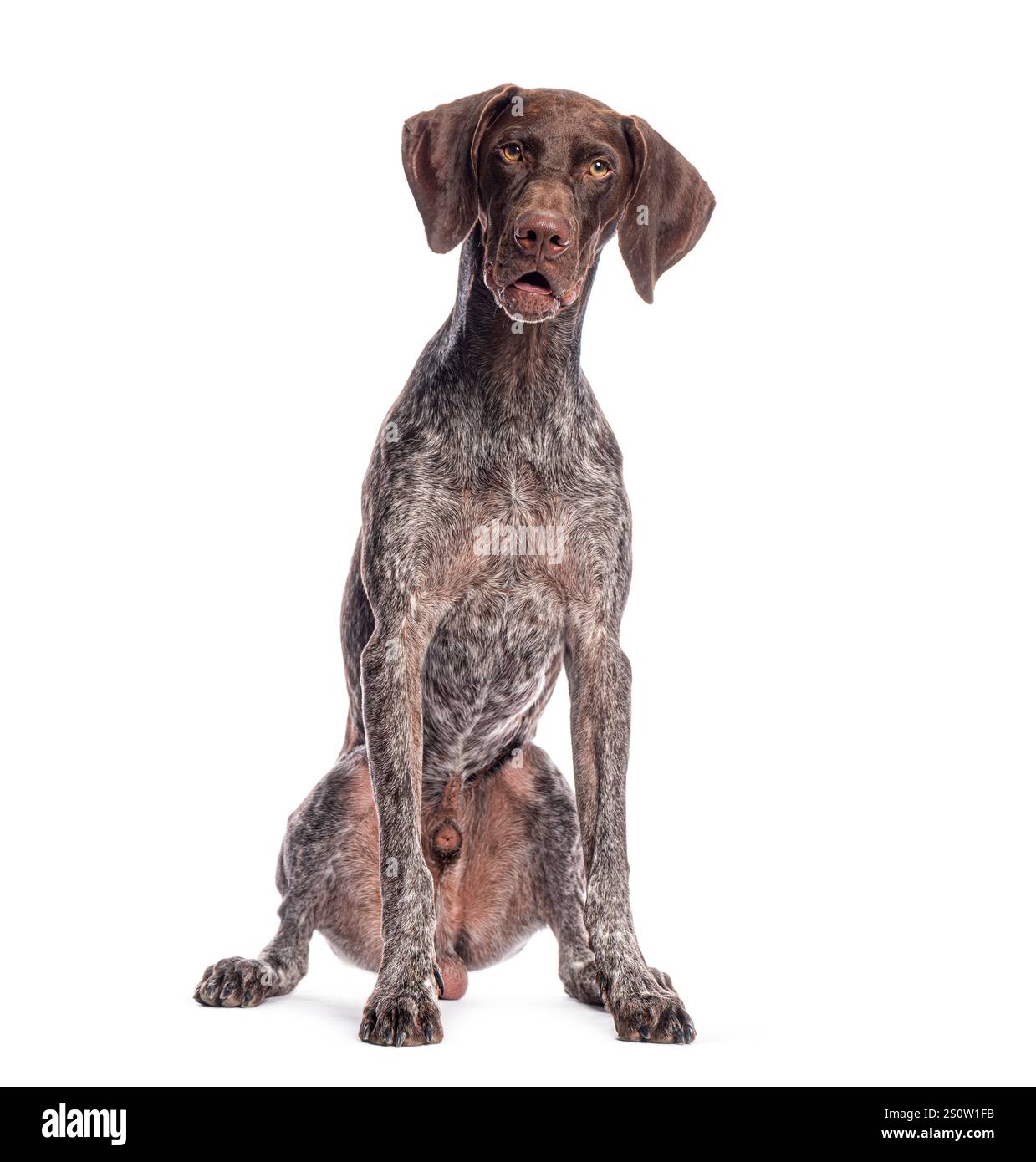 Studio shot of beautiful german shorthaired pointer sitting and posing ...