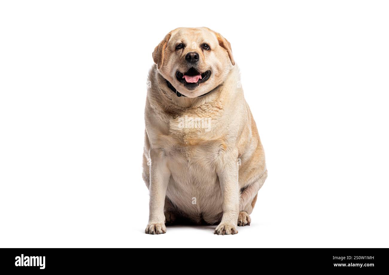 Four years old overweight labrador retriever sitting and panting ...