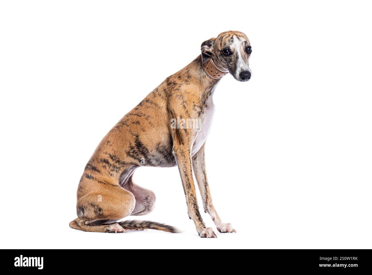 Whippet dog is sitting and wearing brown leather collar on white ...