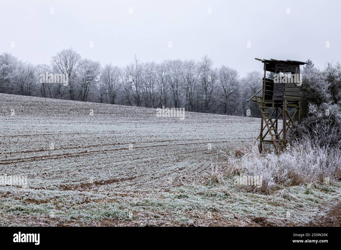 Winterliche Landschaft mit Hochsitz 29.12.24, Selters: Symbolfoto ...