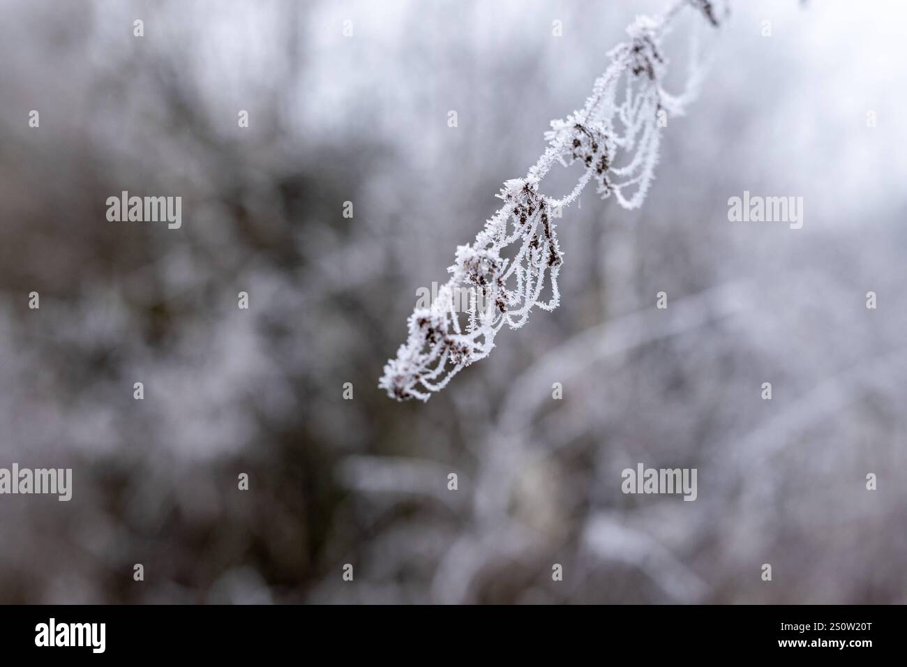 Frostige Zweige im Winter 29.12.24, Selters: Symbolfoto ...